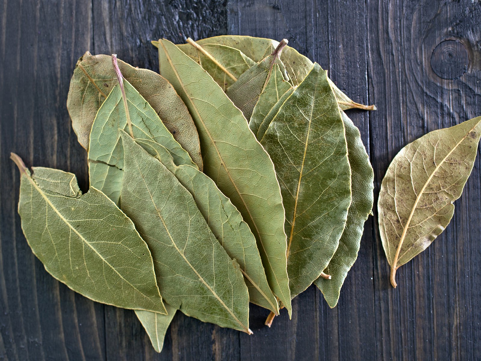 Blatt Einer Lorbeer Magnolienpflanze Halb Verwelkte Frucht